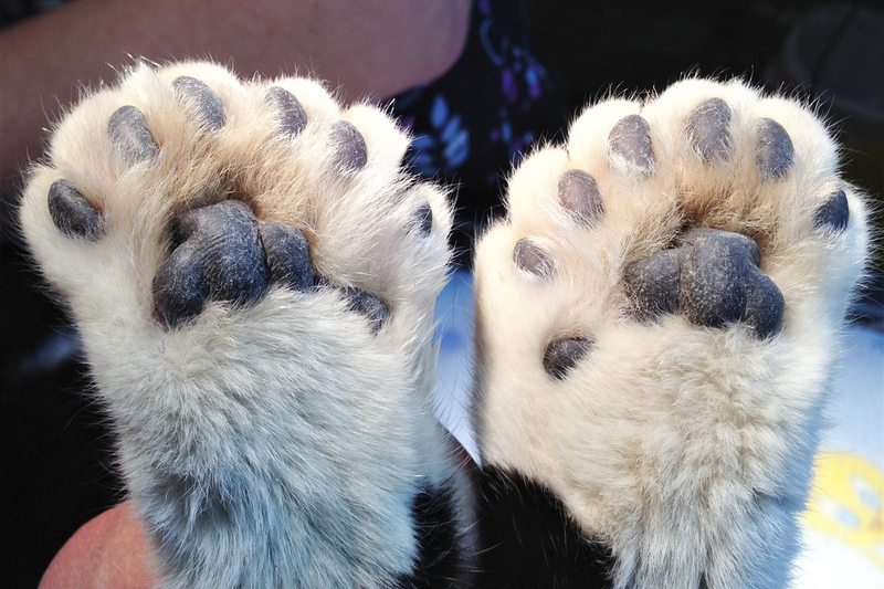 The Science Behind Polydactyl Multi-Toed Cats - Pictellme