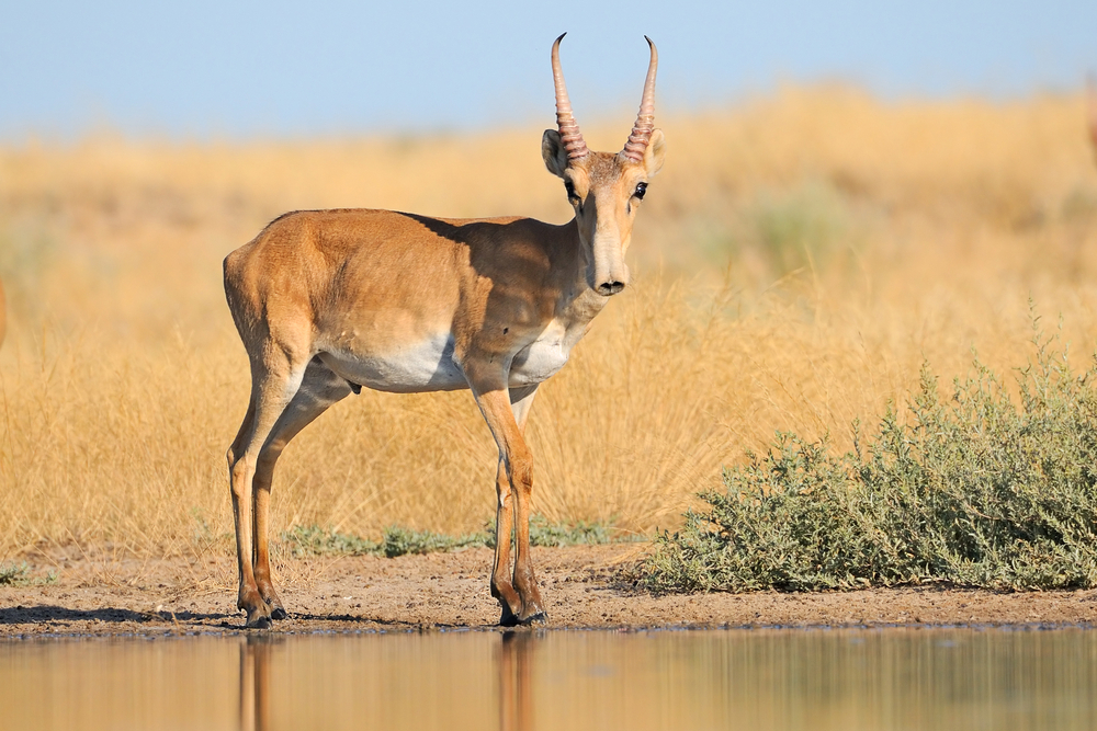 These Bizarre Animals Actually Exist - Pictellme