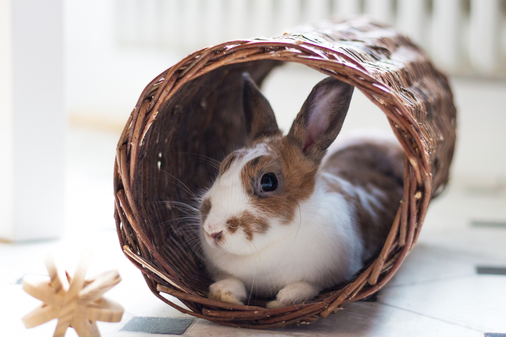 Tips to Keep Your Pet Bunny Engaged and Entertained - Pictellme